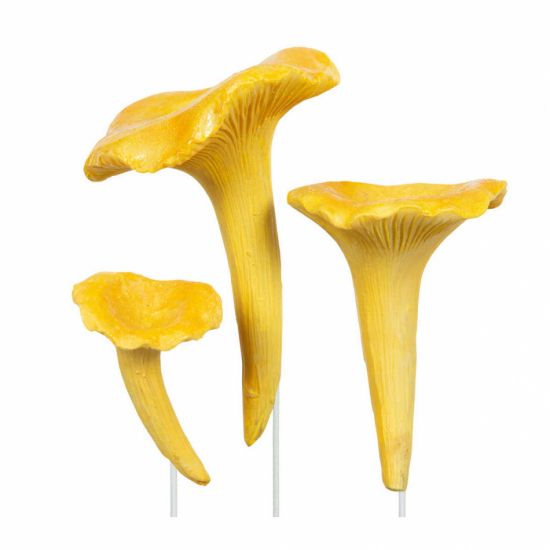 Kantareller i 3 olika storlekar. | Bär och frukter - Pynt & de