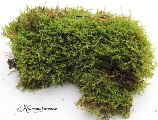 Grön mossa | Naturprodukter | Kransmakaren.se