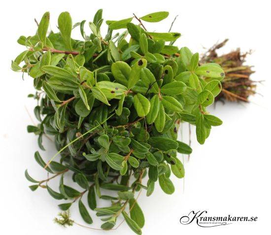 Lingonris | Naturprodukter | Kransmakaren.se